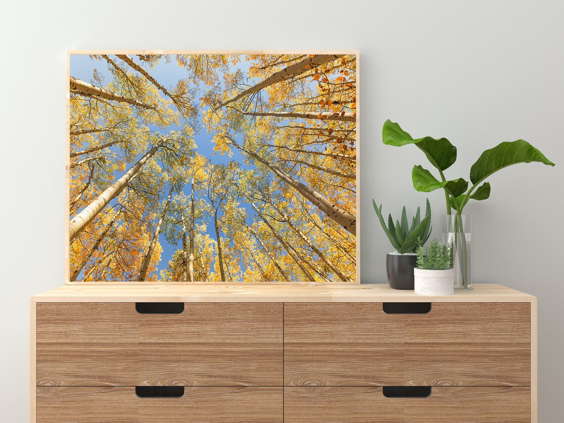 Aspen Wall Art Aspen Fall Foliage Colorado Aspen - Etsy