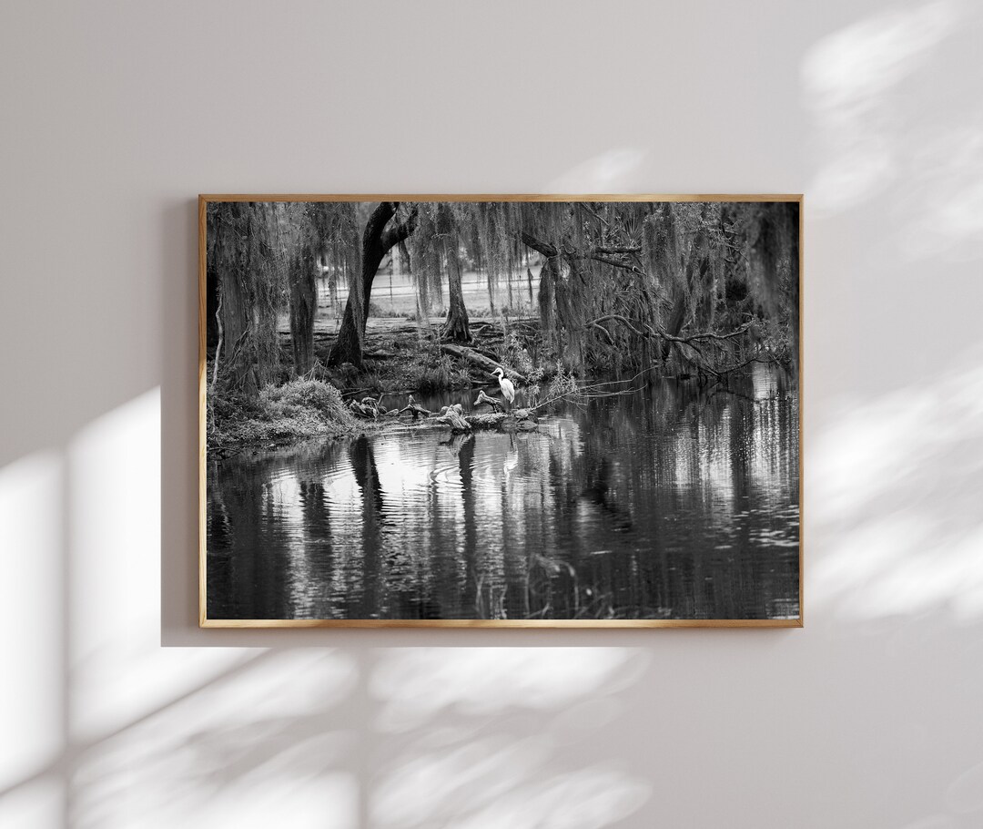New Orleans Photography, City Park New Orleans Print, Black and White ...