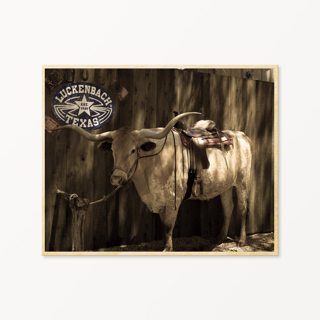Texas Longhorn Photography, Luckenbach Photography, Texas Photography ...