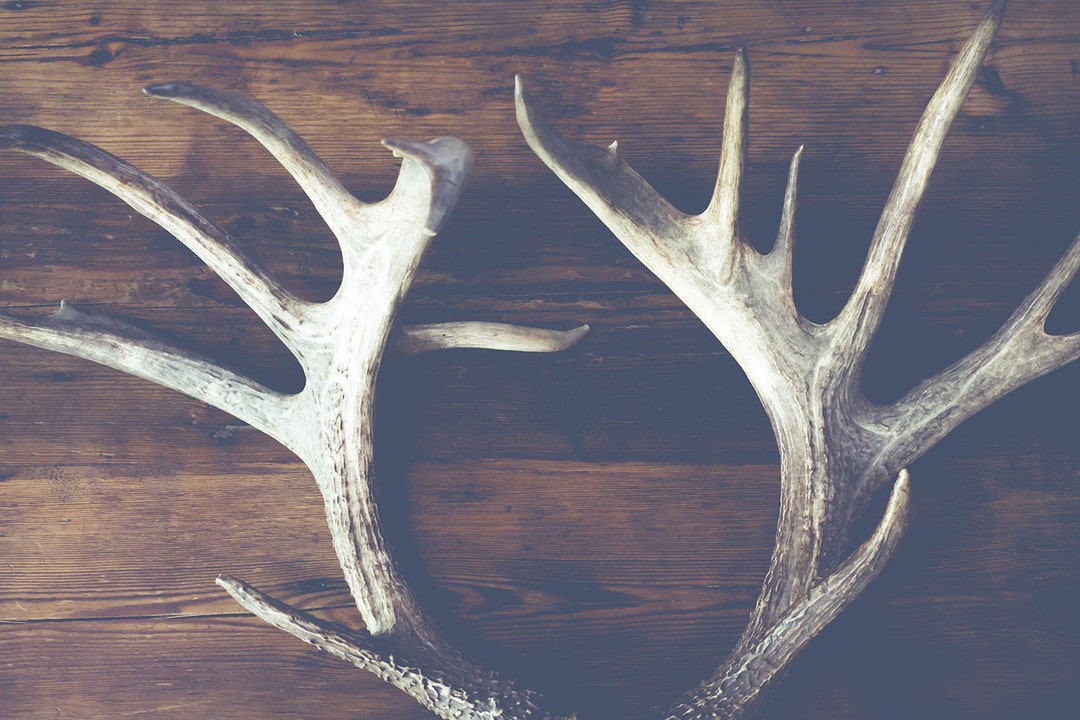 Antler Print Rustic Lodge Decor Deer Antler Art Cabin Decor Rustic ...