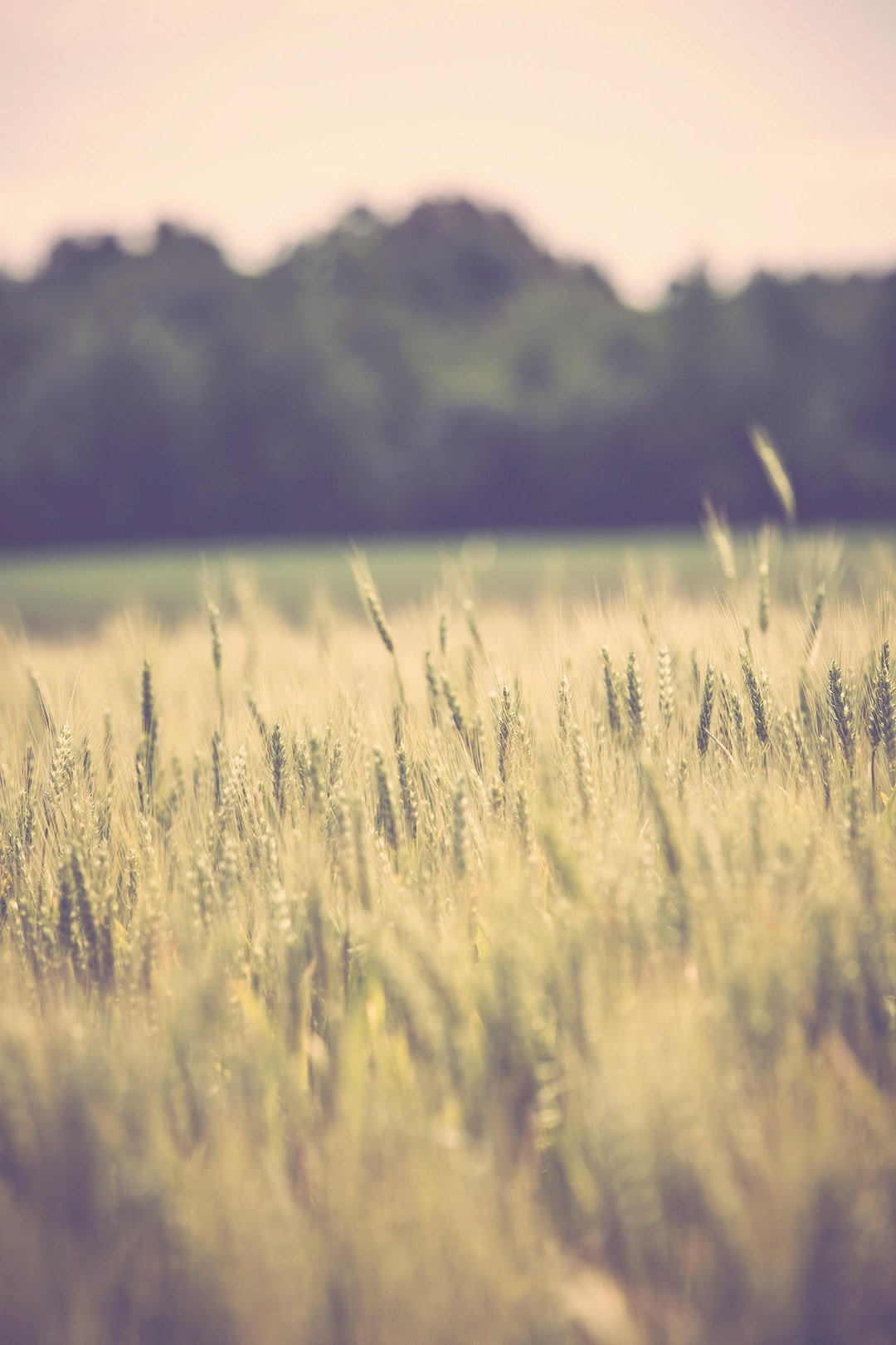 Rustic Photography, Modern Rustic Decor, Wheat Field, Tennessee Print ...