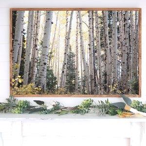 Colorado Landscape Prints, Aspen Tree Photography, Birch Tree Wall Art ...