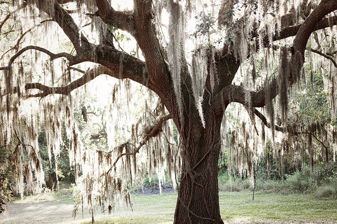 South Carolina Wall Art, Lowcountry Landscape Photography, Southern ...