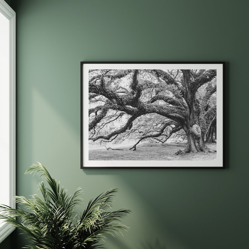Black and White Photo Oak Tree - Etsy