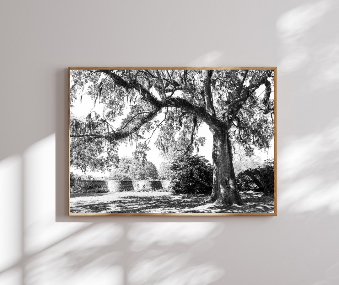 South Carolina Lowcountry Landscape Photography, Lowcountry Wall Art ...