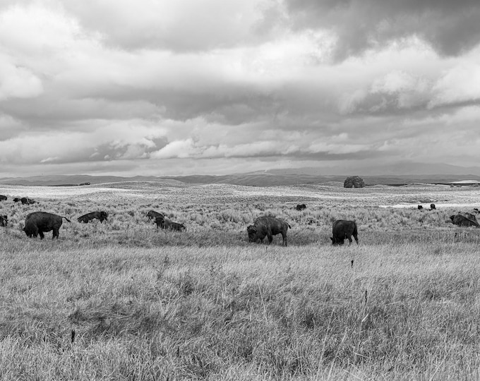 Montana Landscape Photography Print, Bison Wall Art, Dramatic Western ...