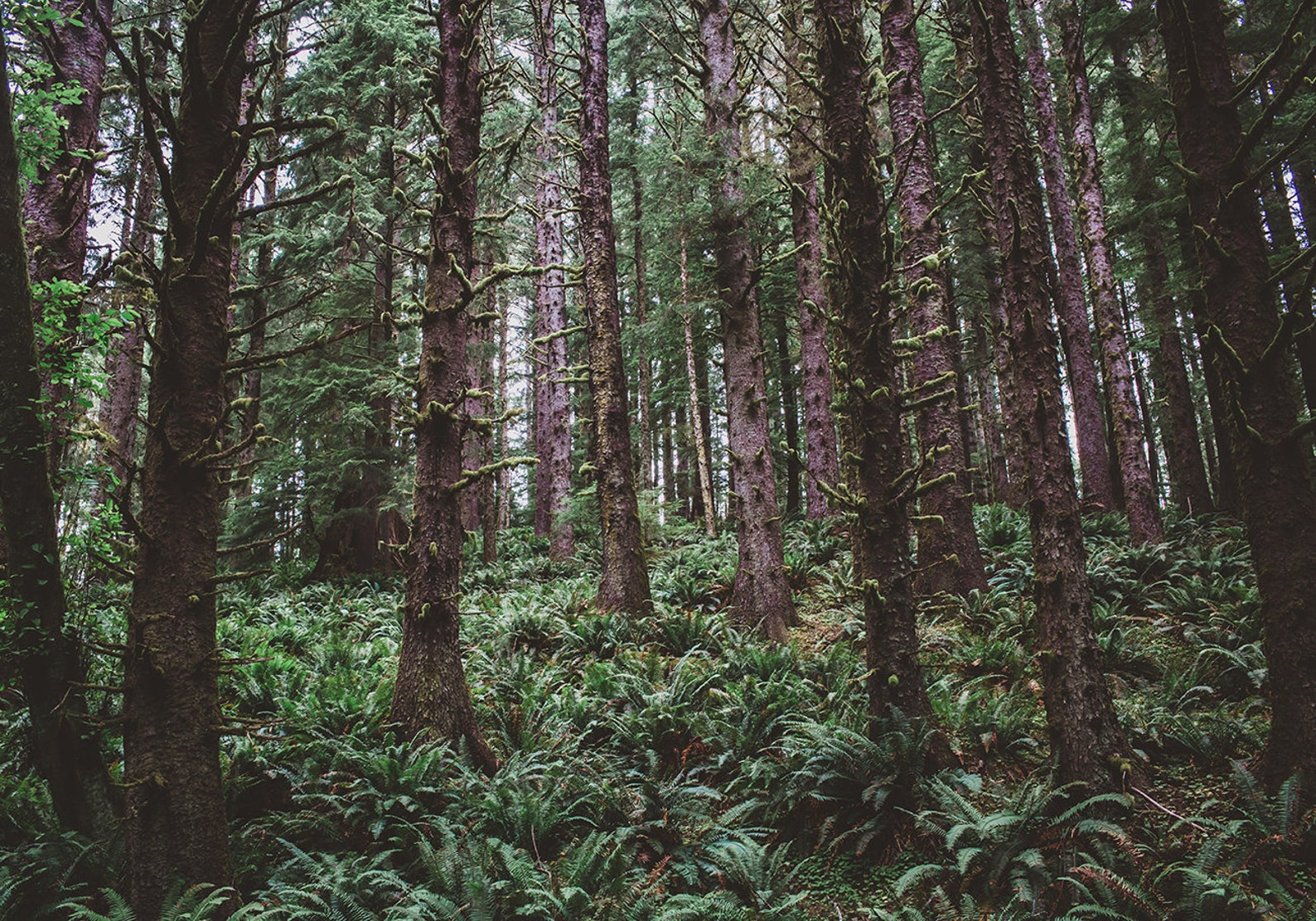 Forest Wall Art, Oregon Photography, Forest Decor, Landscape ...