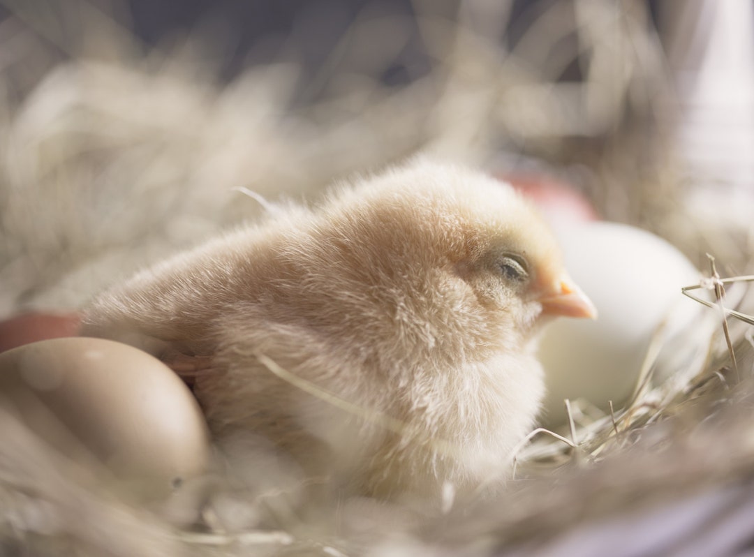 Chicken Photography, Animal Photography, Baby Chick, Chicken Art ...