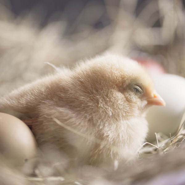 Rustic Chicken Art - Etsy