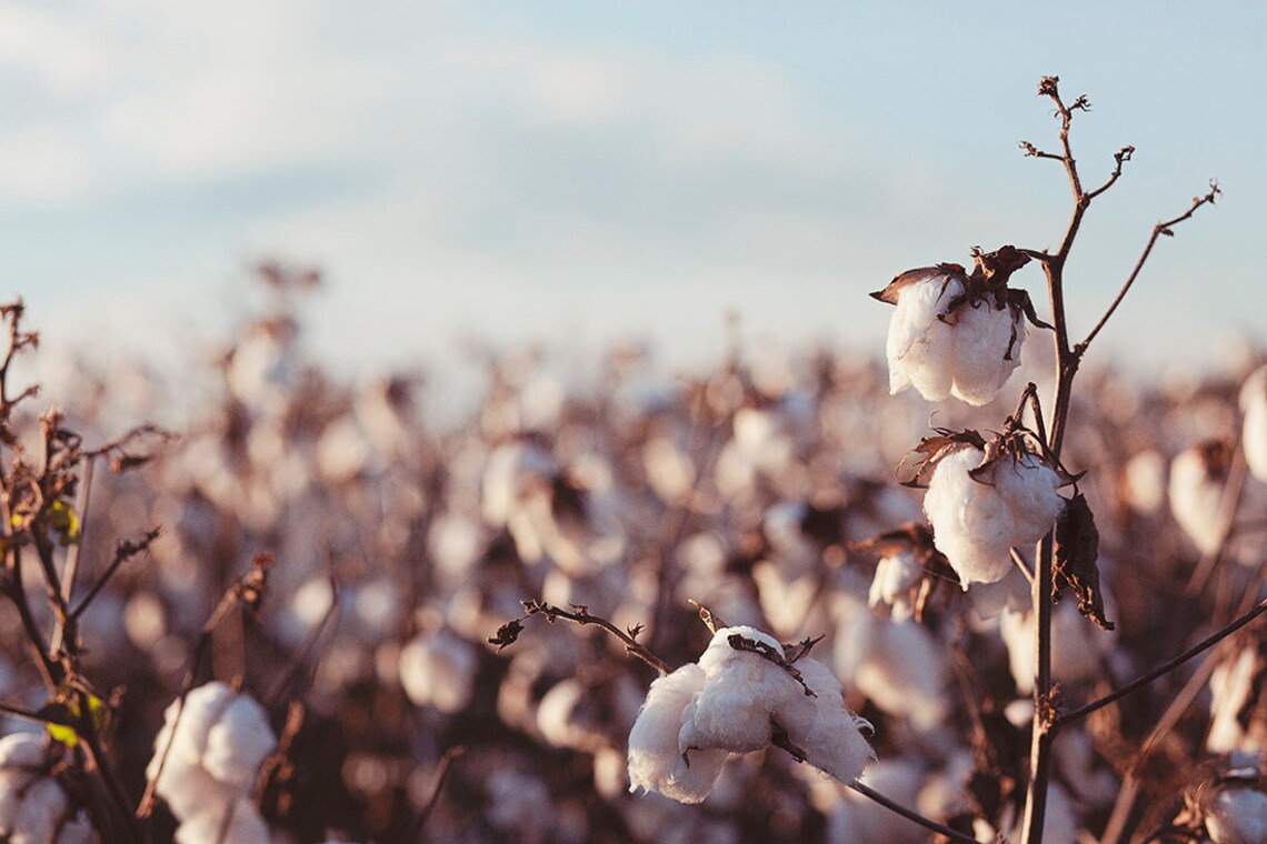West Texas Cotton Field Print, Farmhouse Decor, Lubbock Texas ...