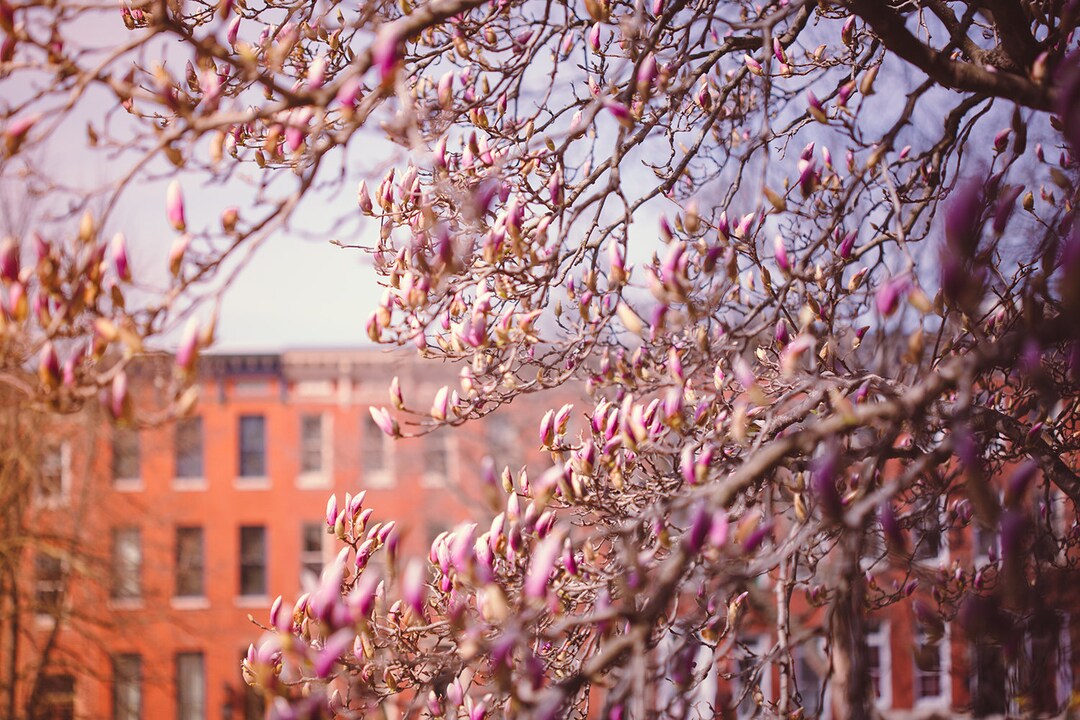 Baltimore Photography, Spring in Patterson Park, Patterson Park Print ...