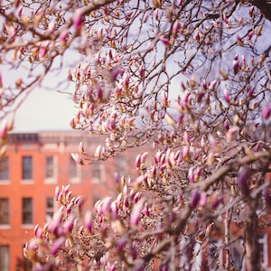 Baltimore Photography, Spring in Patterson Park, Patterson Park Print ...