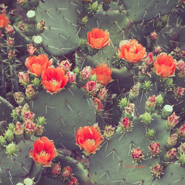Square Cactus Art - Etsy