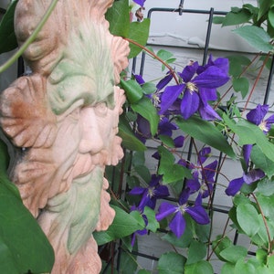 Leaf Man Face - Etsy