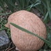 Hazel Mother Hedgehog Statue - Etsy