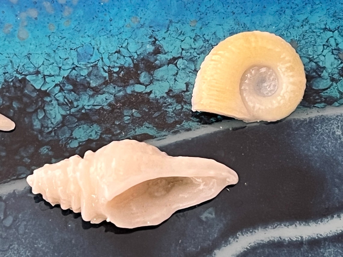 Fused Glass Undersea Creatures & Shells - COE 90 Supplies - Set of 5 - Etsy