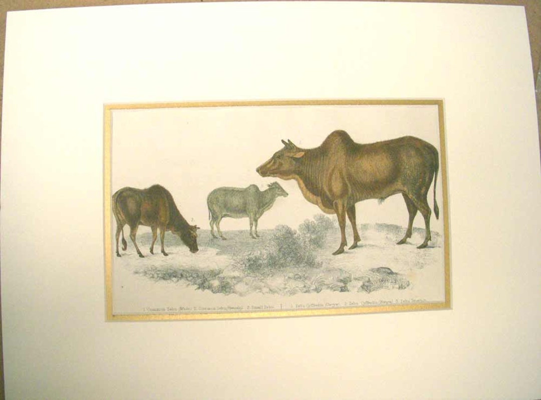 Antique Zebu Print – Mounted Illustration, Father's Day Gift - Etsy