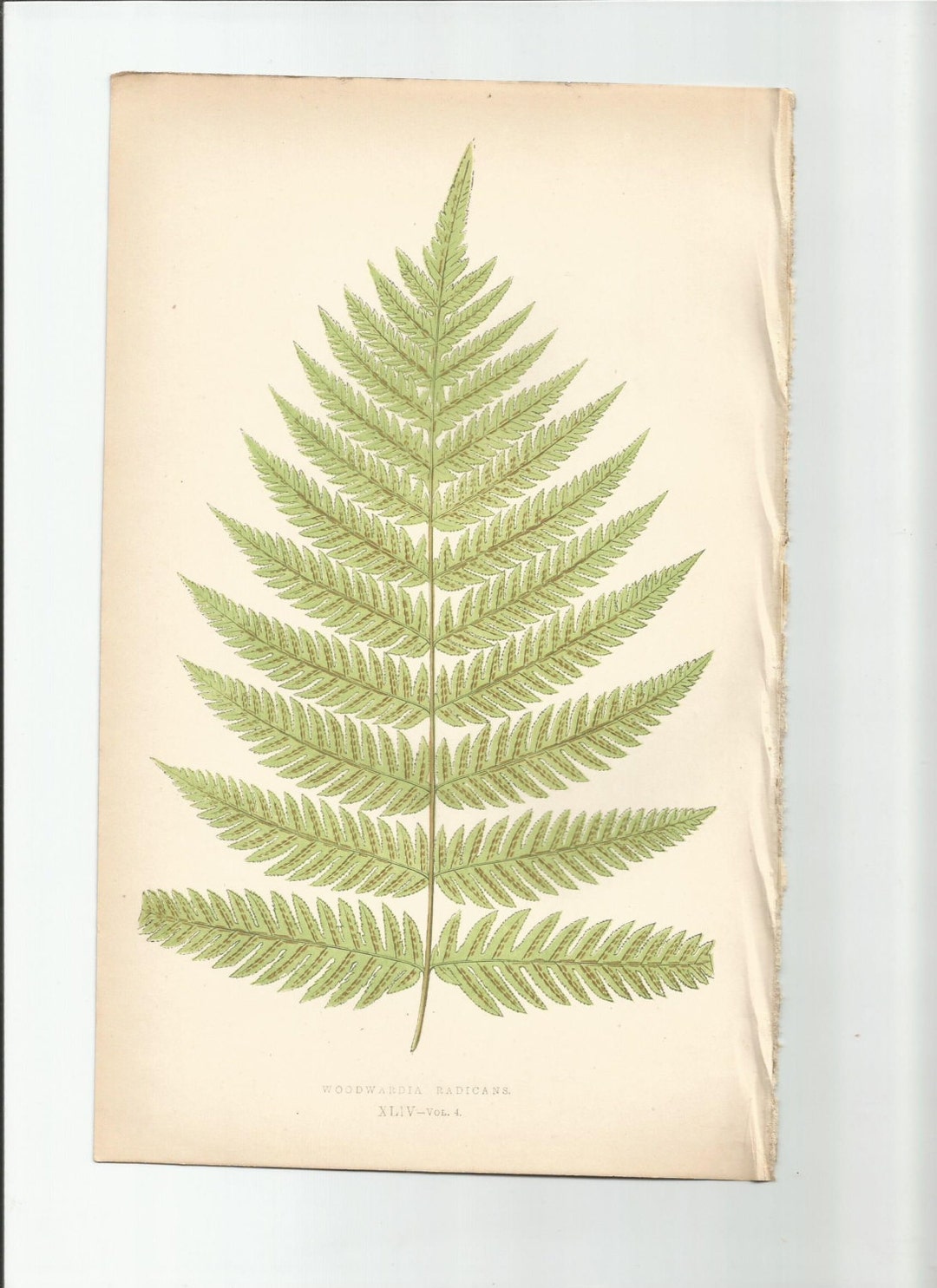 Antique Original Fern Print Plate Bookplate Botanical Lowe's FERNS ...