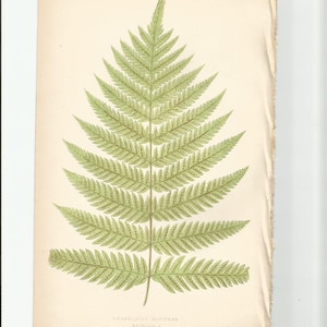 Antique Original Fern Print Plate Bookplate Botanical Lowe's FERNS ...