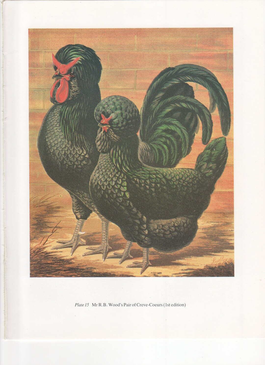 Vintage Poultry Print Chicken Print Bookplate Plate by Ludlow Creve ...