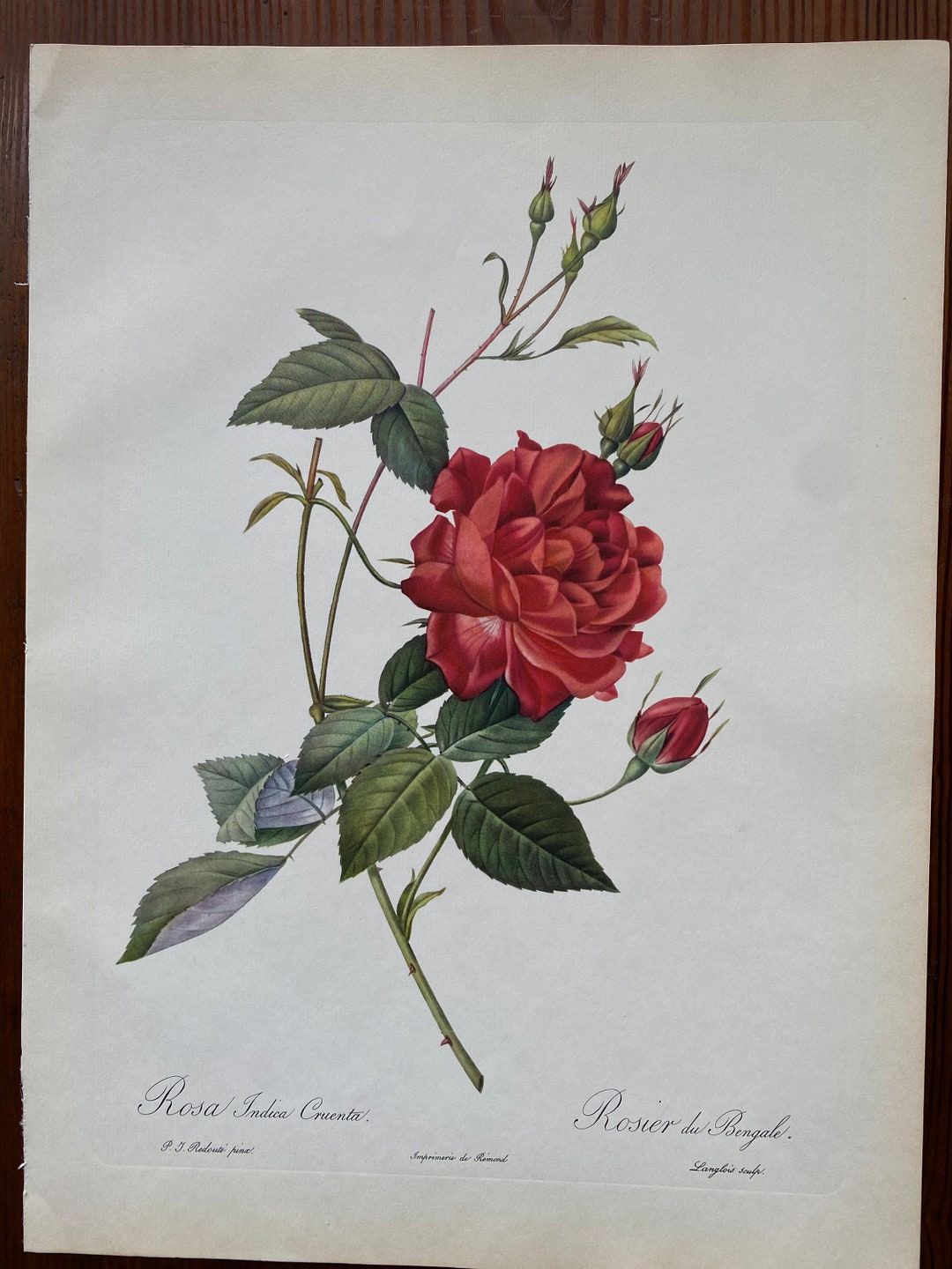 Vintage 1959 Pierre-joseph Redoute' Rose Botanical Print Bookplate From ...