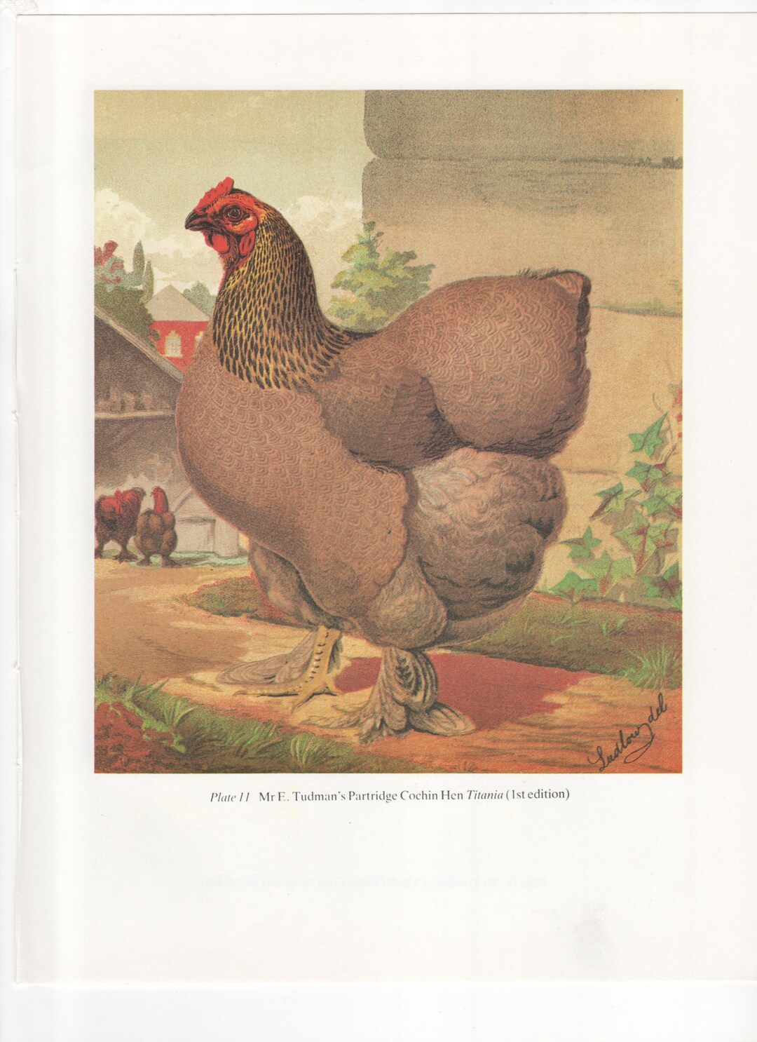 Vintage Poultry Print Chicken Print Bookplate by Ludlow Partridge ...