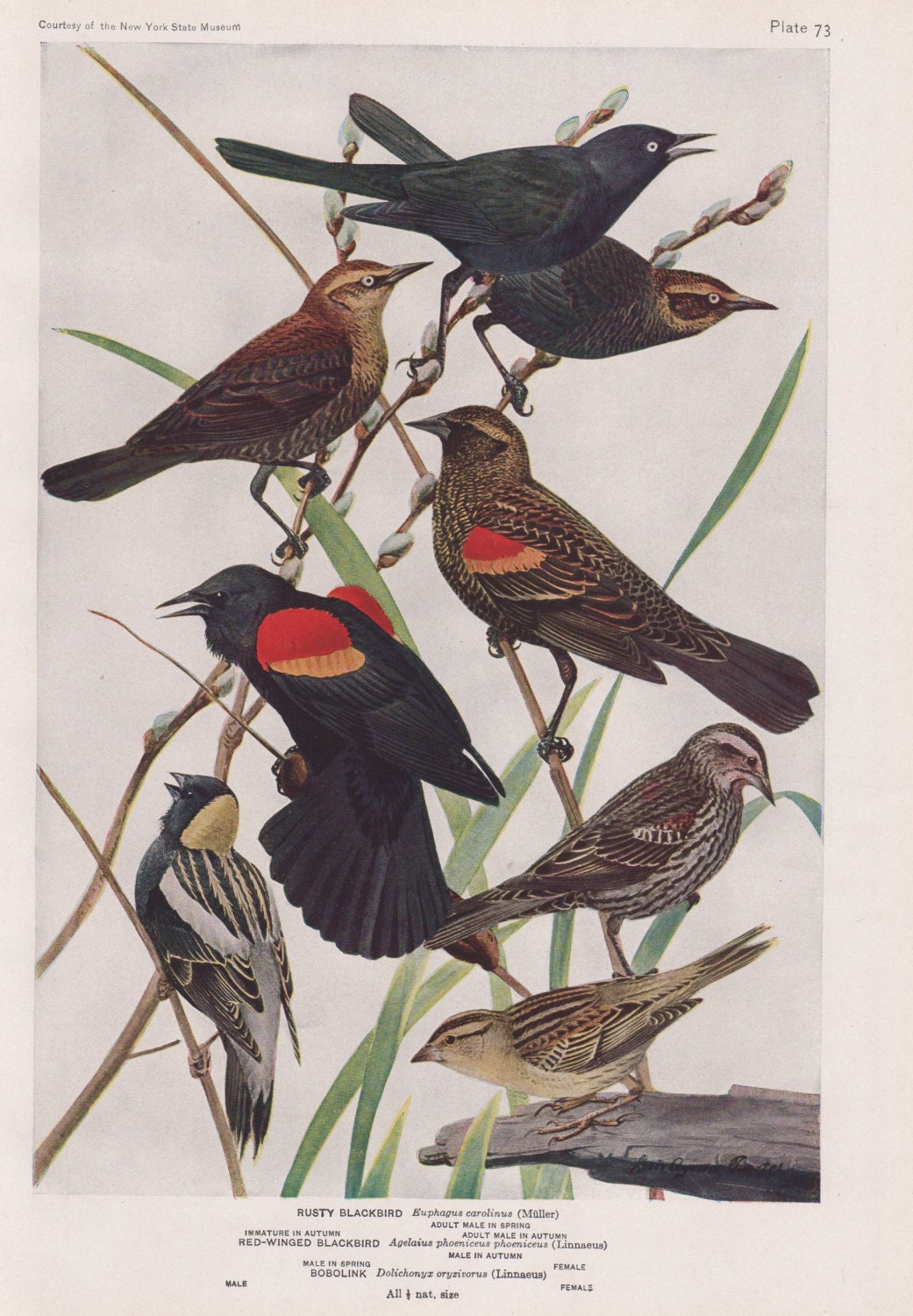 Blackbirds and Bobolink 1936 Fuertes Bird Print Plate Bookplate Vintage ...