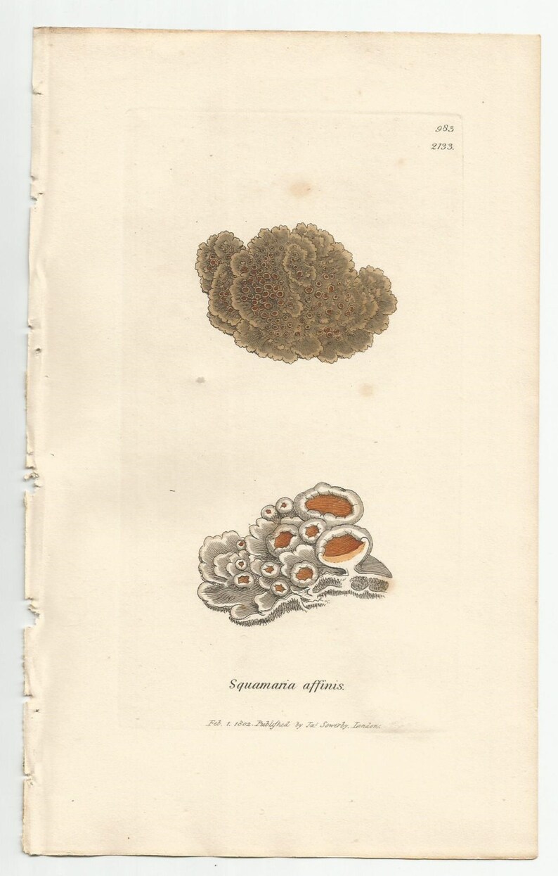 Antique Original 1844 James Sowerby Botanical Print Plate Bookplate ...