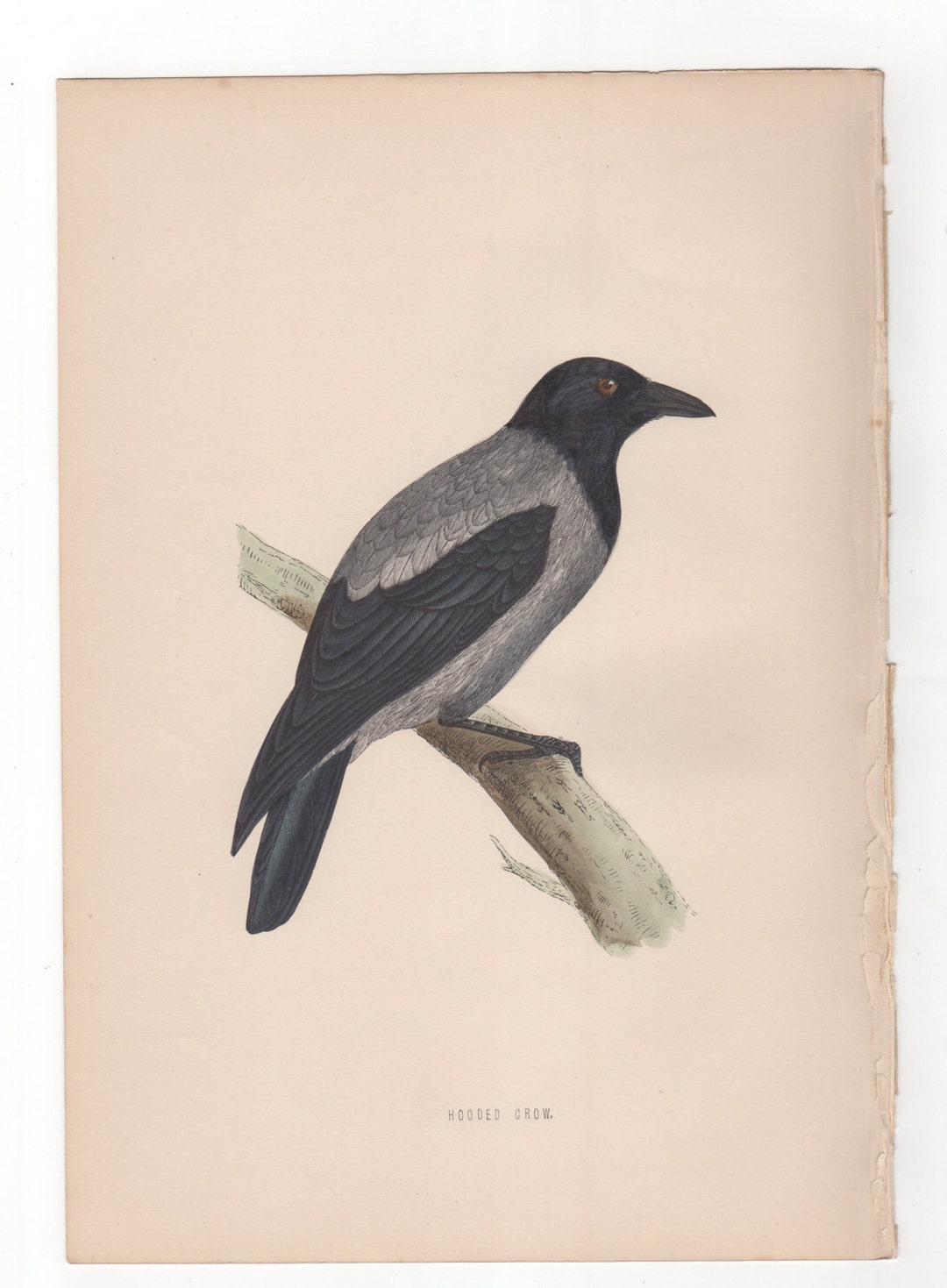 Antique Original 1870 Hooded Crow Bird Print Plate Bookplate From Rev ...