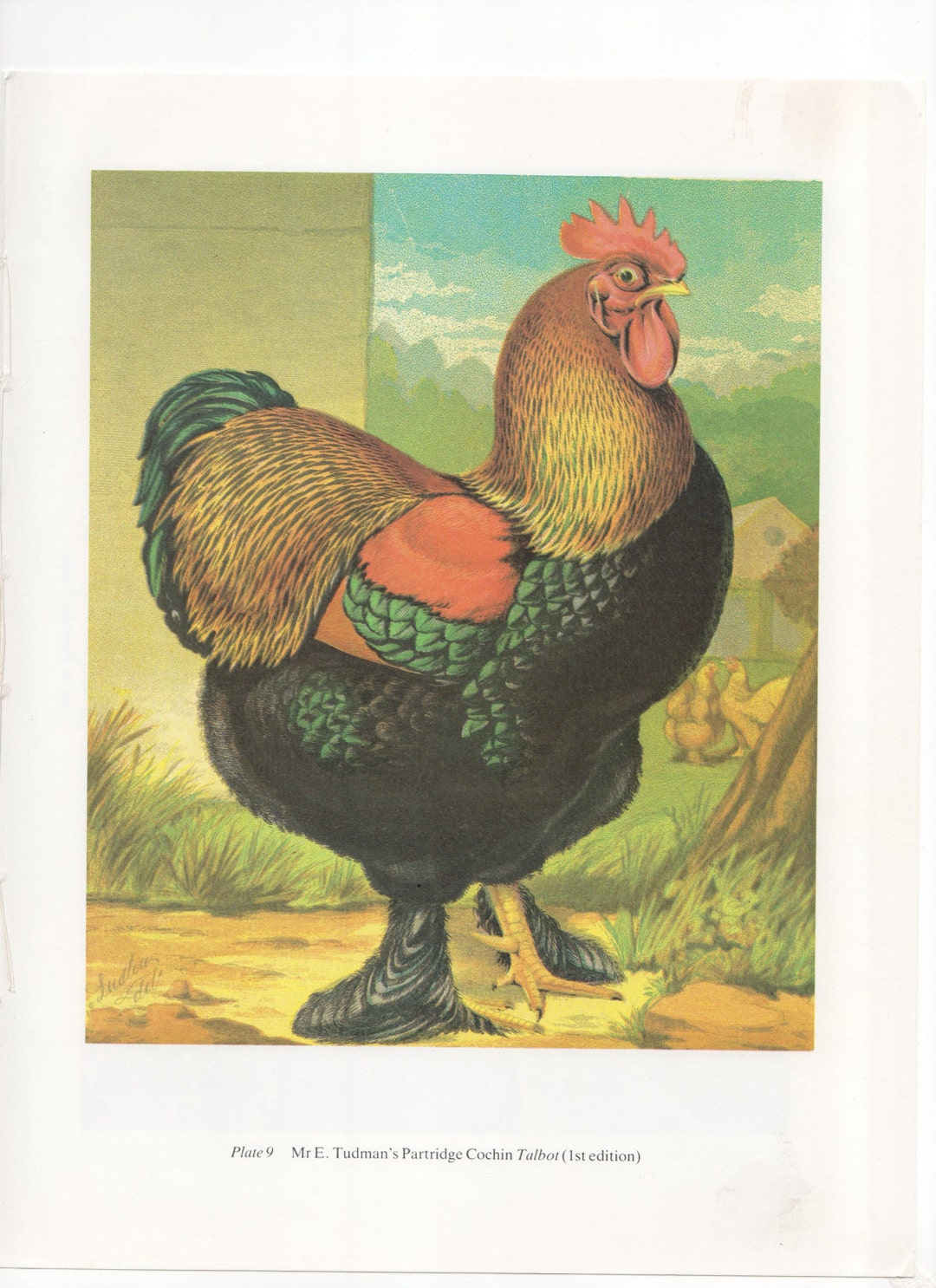 Vintage Poultry Print Chicken Print Bookplate by Ludlow Partridge ...