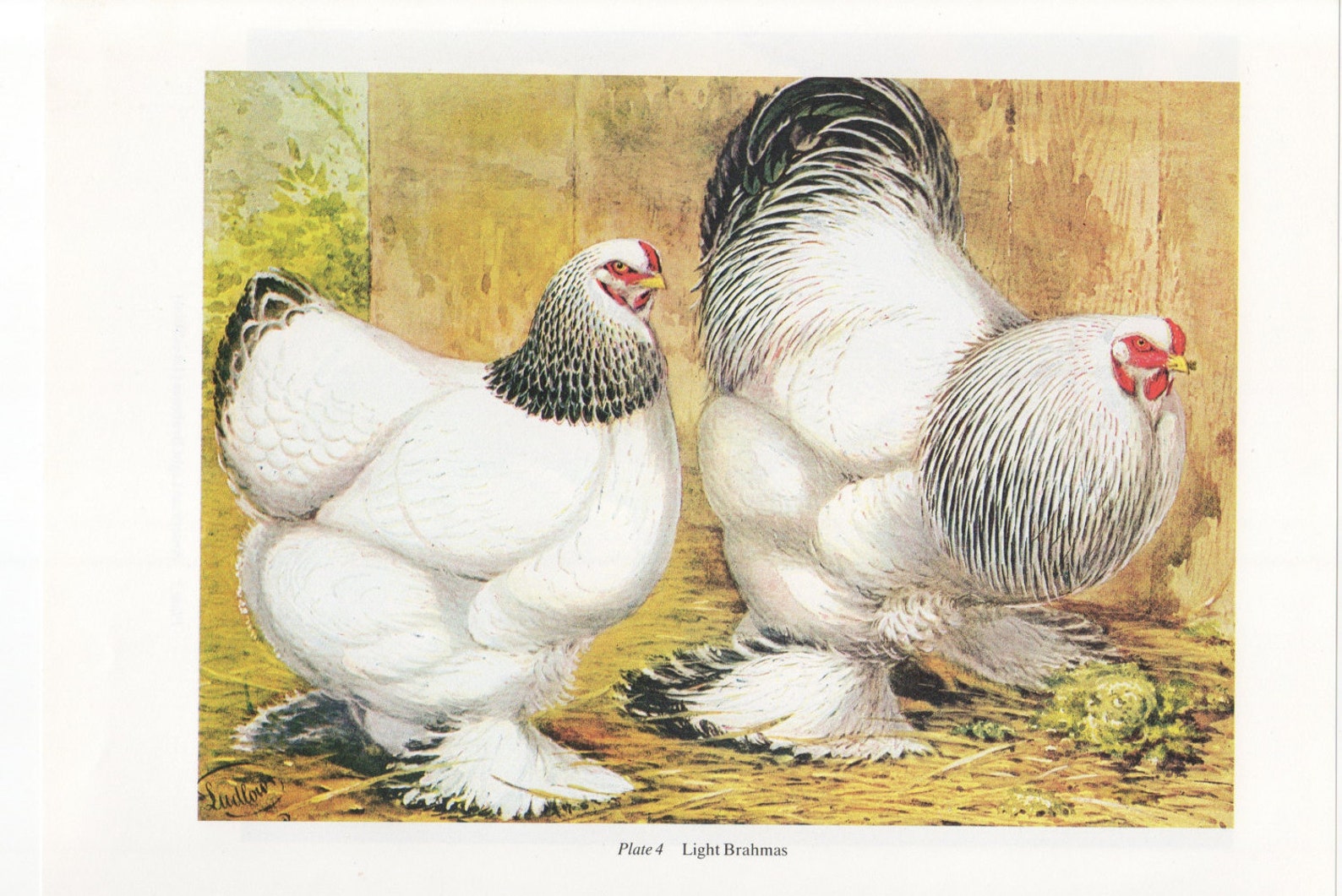Vintage Poultry Print Chicken Print Bookplate Plate by Ludlow American ...
