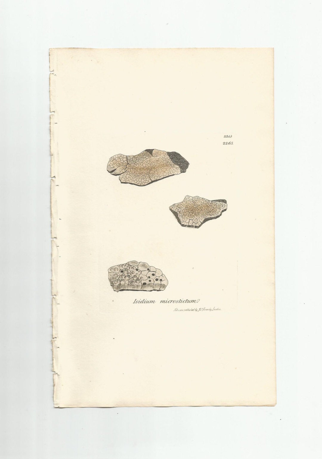 Antique Original 1844 James Sowerby Botanical Print Plate Bookplate ...