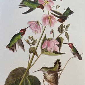 Original Vintage 1937 John James Audubon Birds of America Bookplate ...