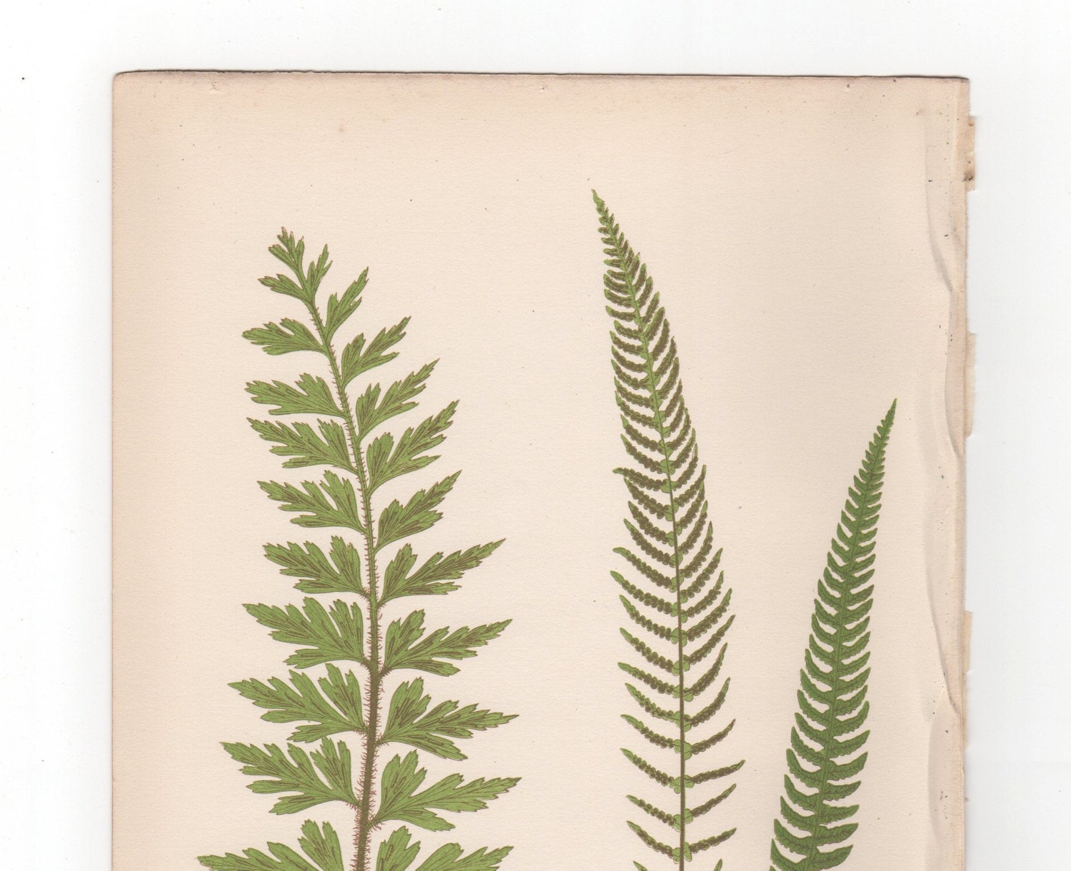 Antique Original Fern Print Plate Bookplate Botanical - Etsy