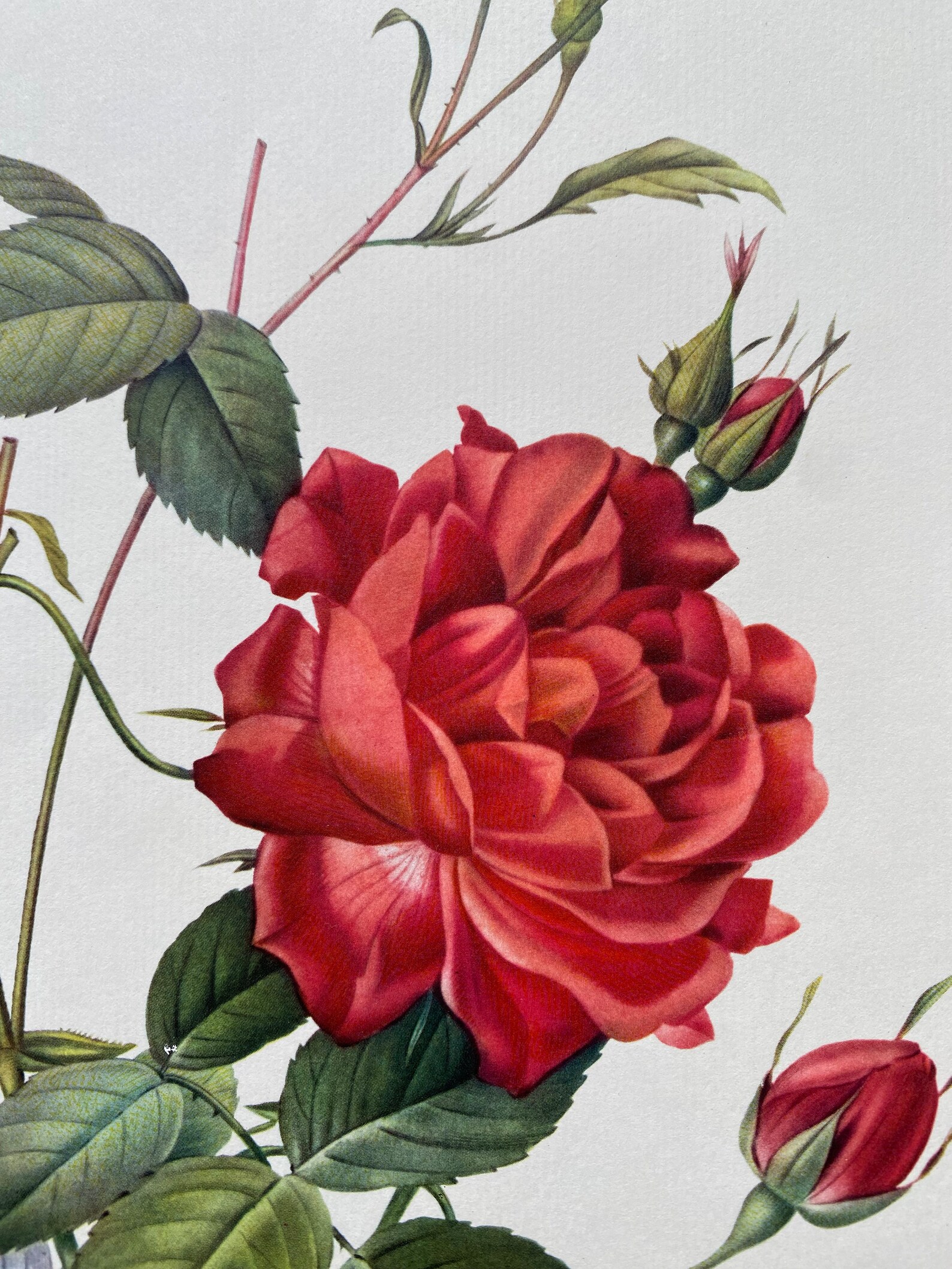 Vintage 1959 Pierre-joseph Redoute' Rose Botanical Print Bookplate From ...