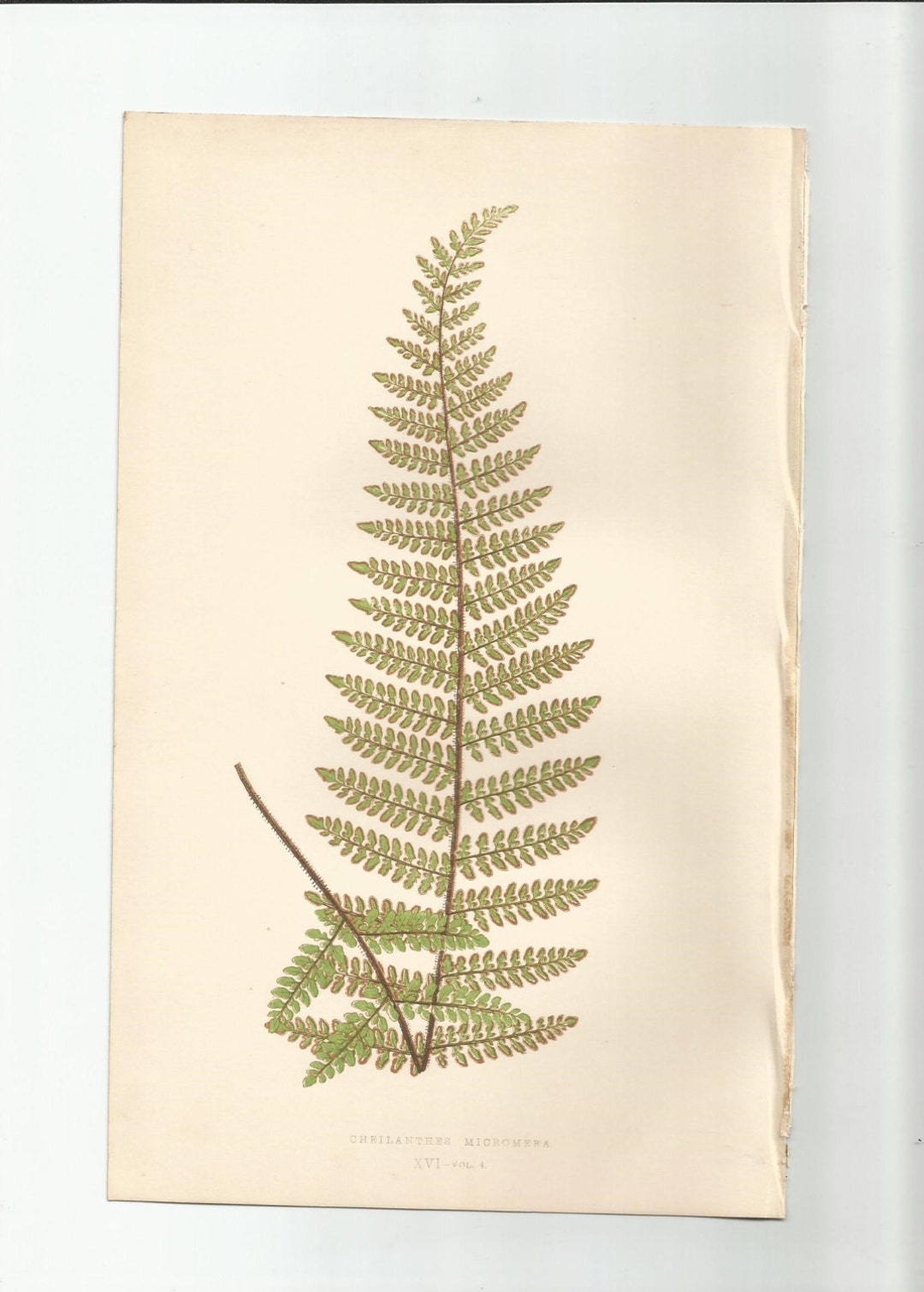 Antique Original Fern Print Plate Bookplate Botanical Lowe's FERNS ...