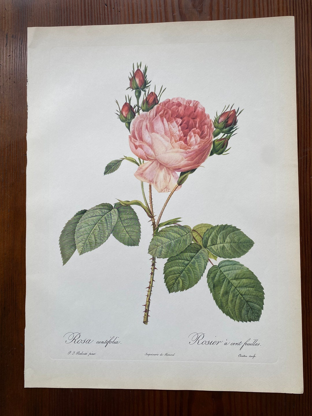 Vintage 1959 Pierre-joseph Redoute' Rose Botanical Print Bookplate From ...