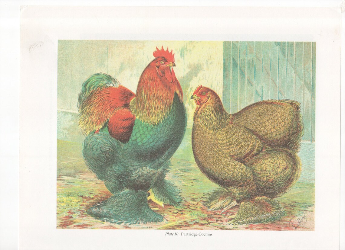 Vintage Poultry Print Chicken Print Bookplate by Ludlow Partridge ...
