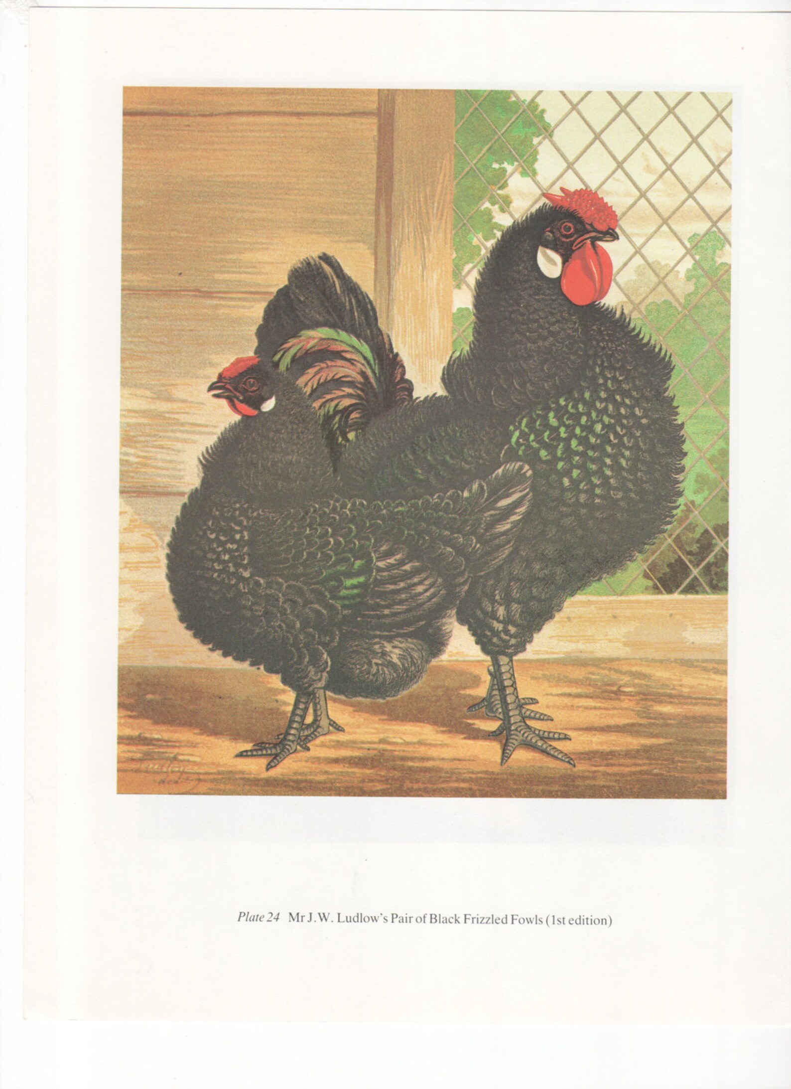 Vintage Poultry Print Chicken Print Bookplate By Ludlow Faverolles
