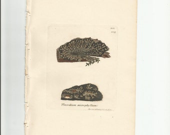 Antique James Sowerby Botanical Print Plate 1797 English | Etsy