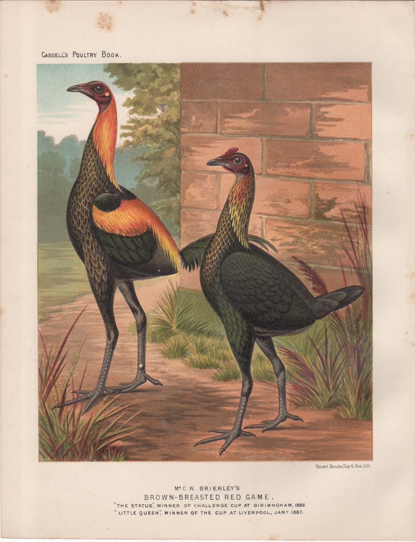 Antique 1890 Poultry Original Print Lithograph Brown-breasted Red Game ...