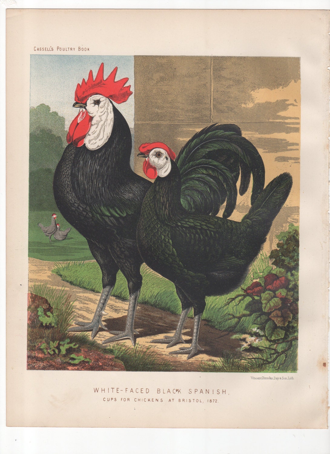 Antique 1890 Poultry Original Print Lithograph White-faced Black ...