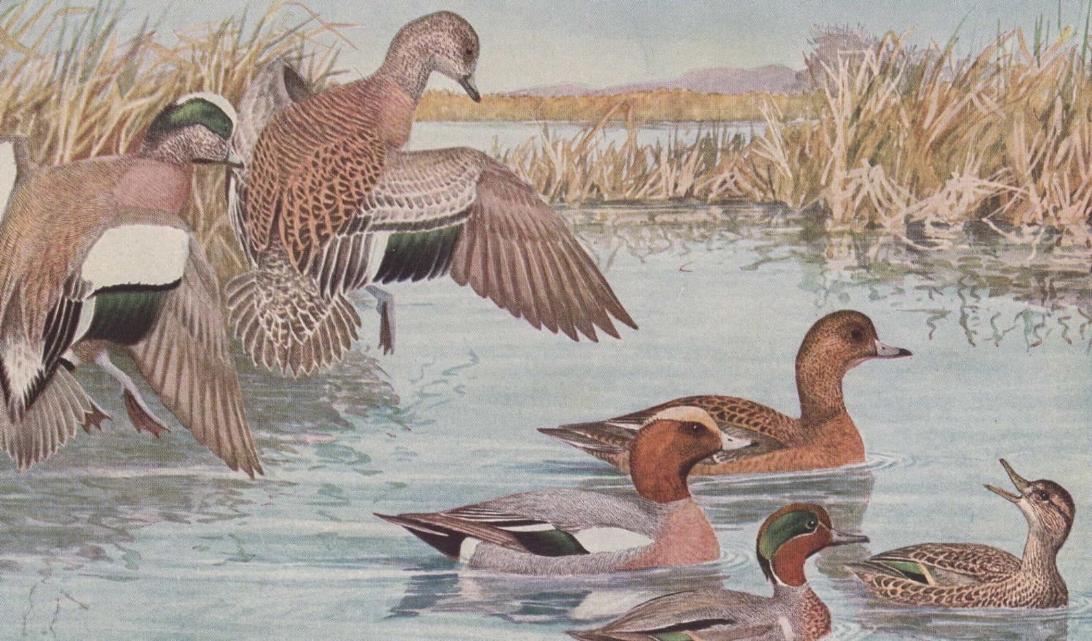 Baldpate Widgeon & Teal Plate 13 1936 Fuertes Bird Print Plate ...