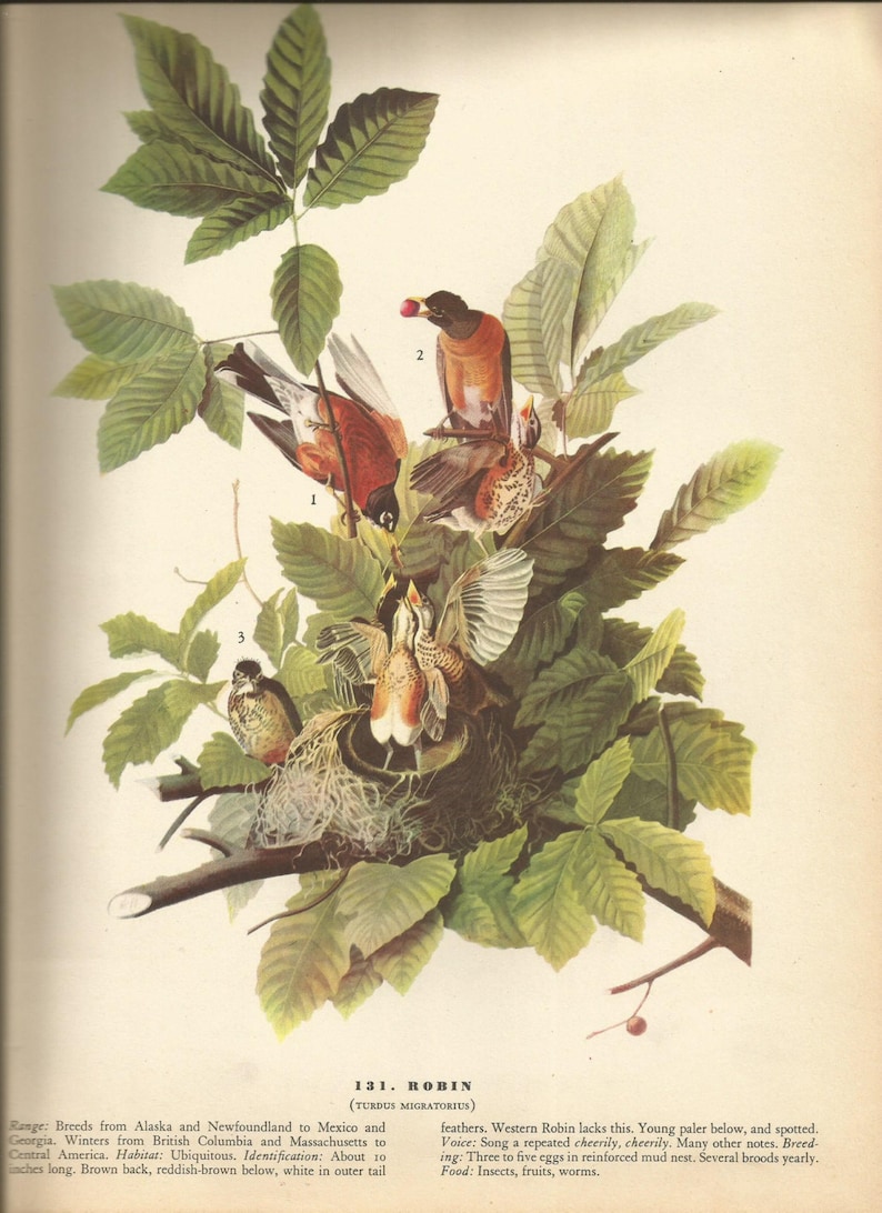 Original Vintage 1941 John James Audubon Birds of America Bookplate ...