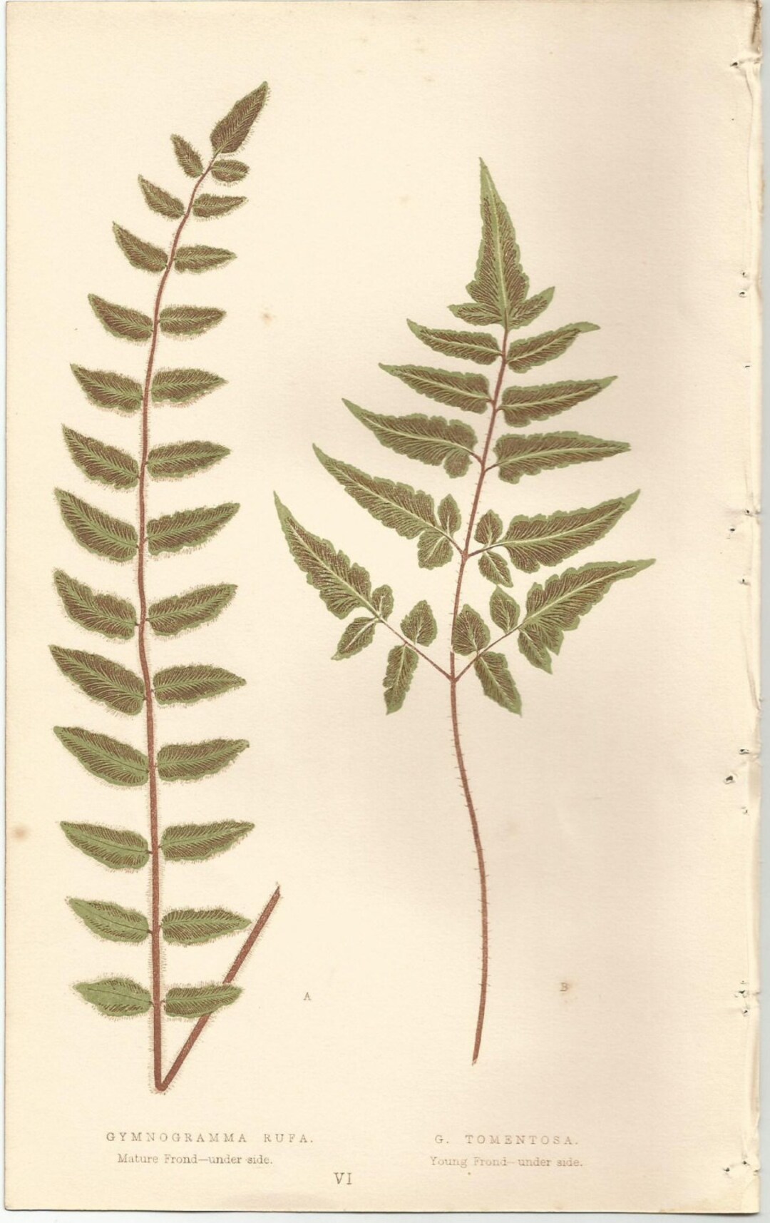 Antique Original Fern Print Plate Bookplate Botanical Lowe's Ferns 1856 ...