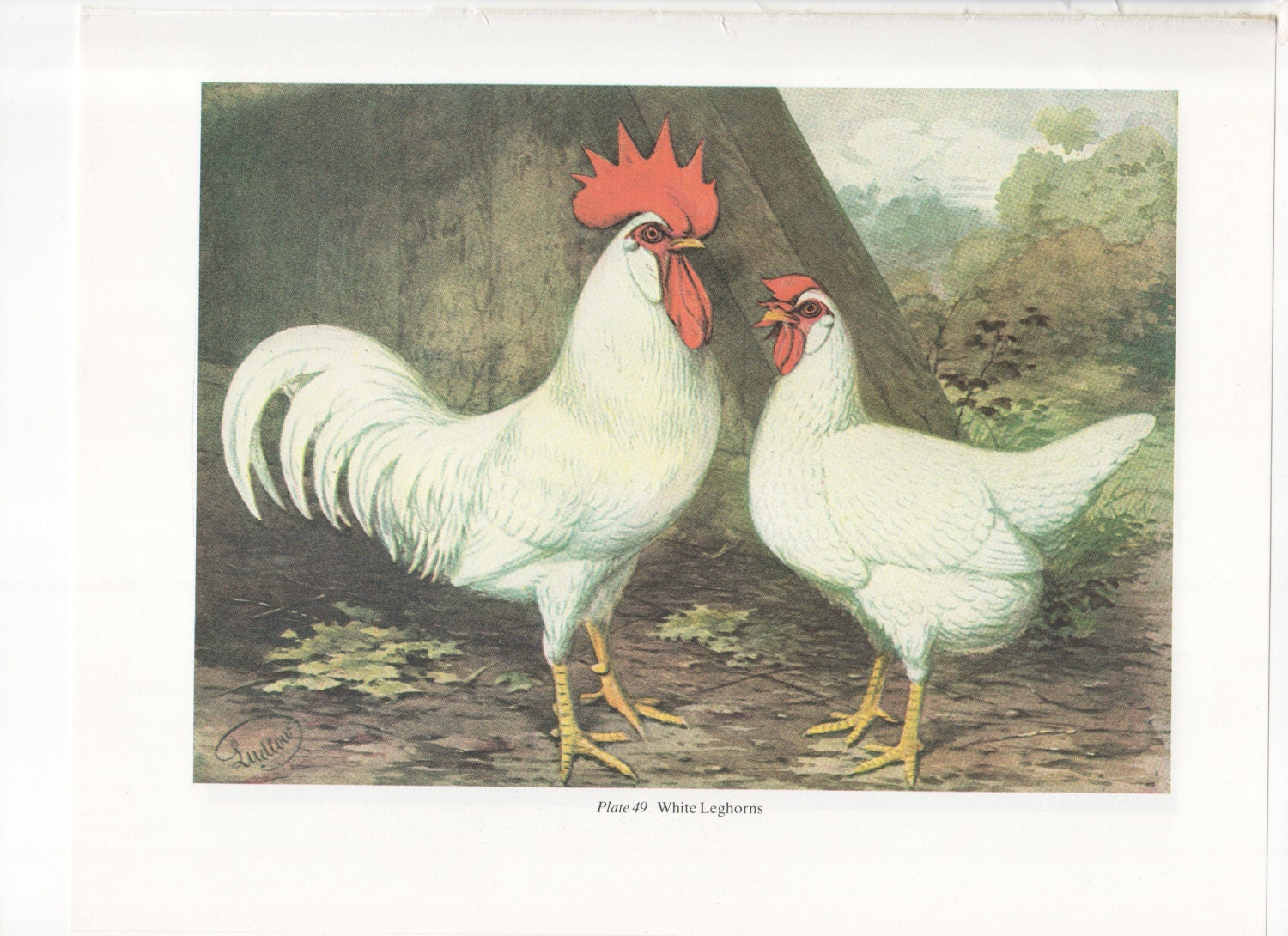 Vintage Poultry Print Chicken Print Bookplate by Ludlow White - Etsy
