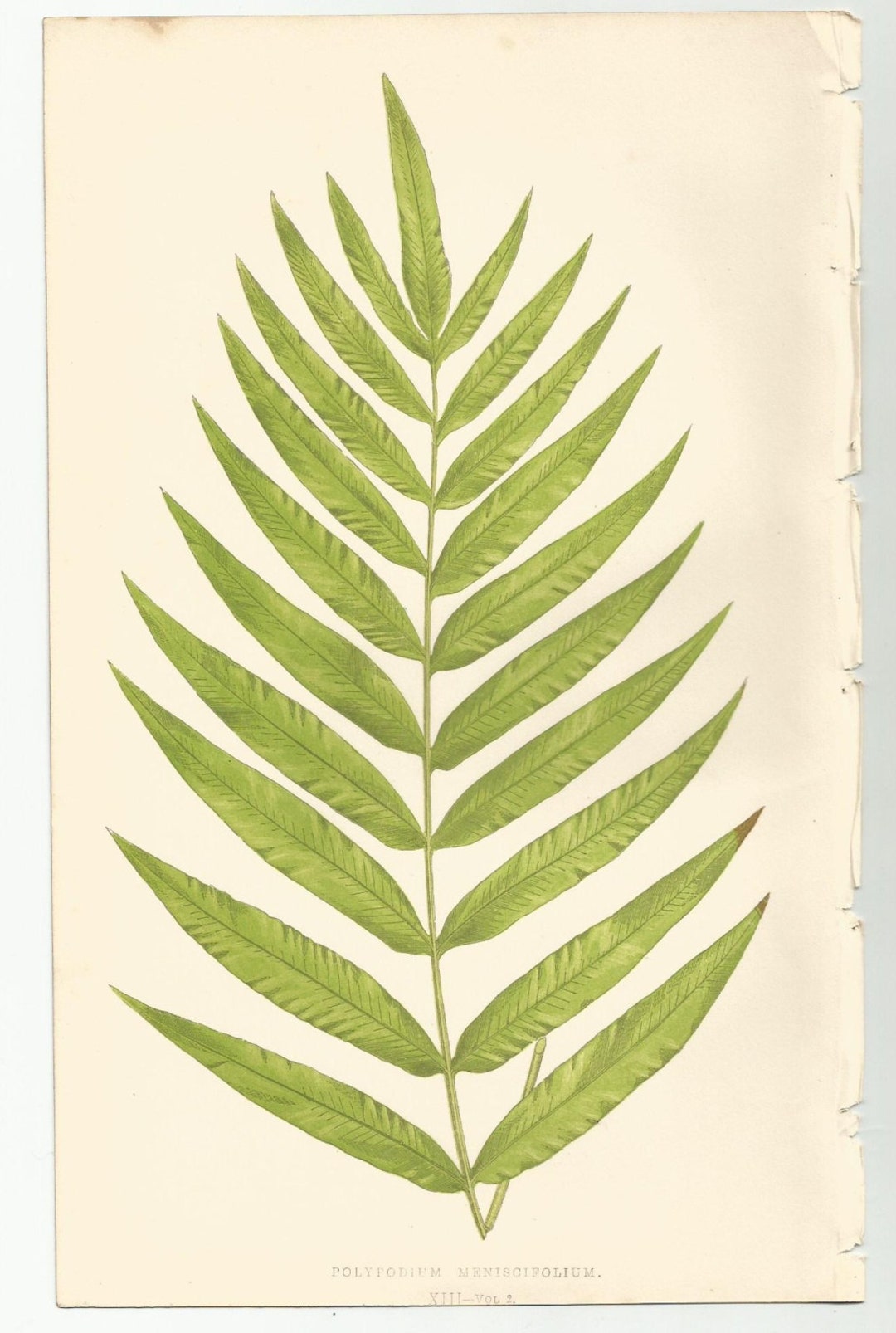 Antique Original Fern Print Plate Bookplate Botanical - Etsy UK