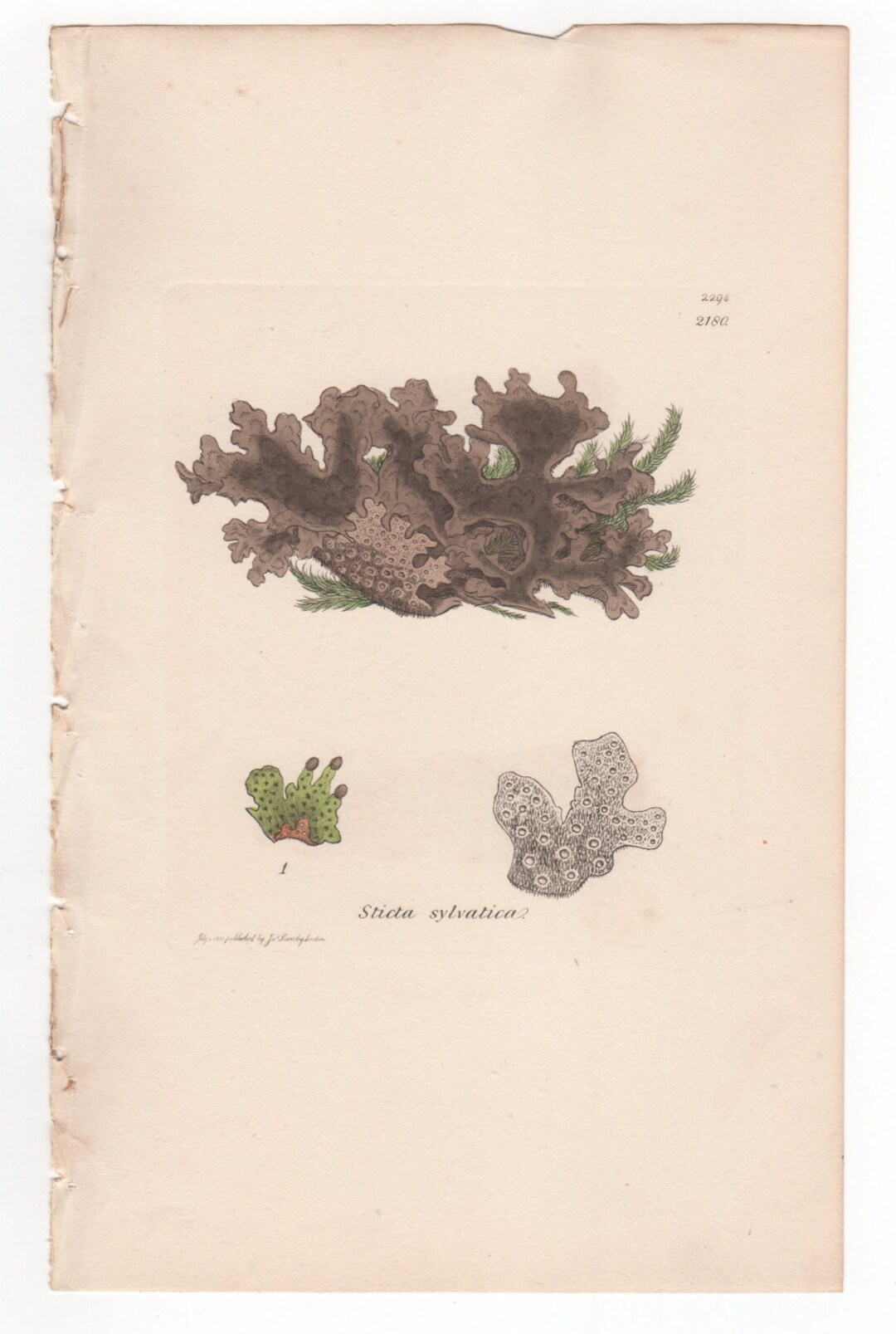 Antique Original 1844 James Sowerby Botanical Print Plate Bookplate ...