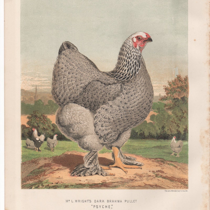 Antique Chickens - Etsy