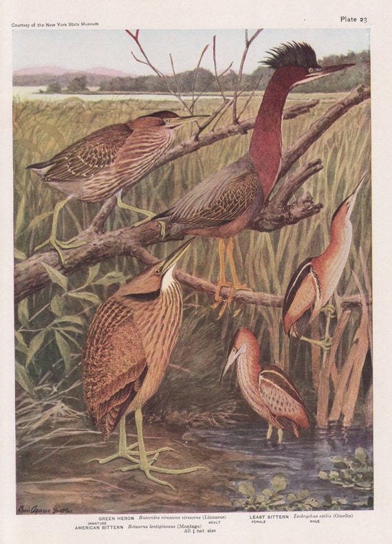 Bittern & Green Heron Plate 23 1936 Fuertes Bird Print | Etsy
